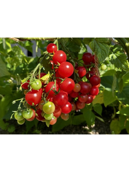 Rose Quartz Multiflora