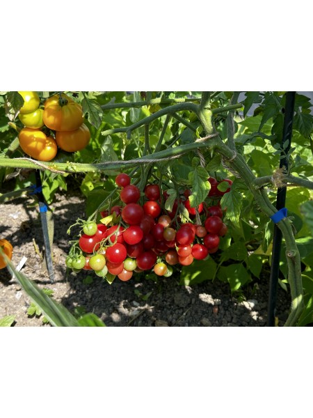 Rose Quartz Multiflora